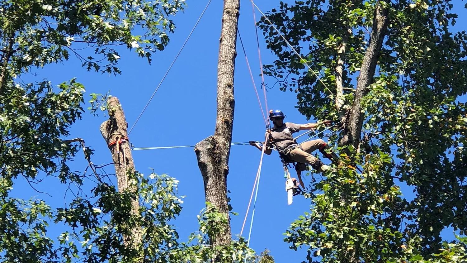 Services — Commonwealth Tree Care