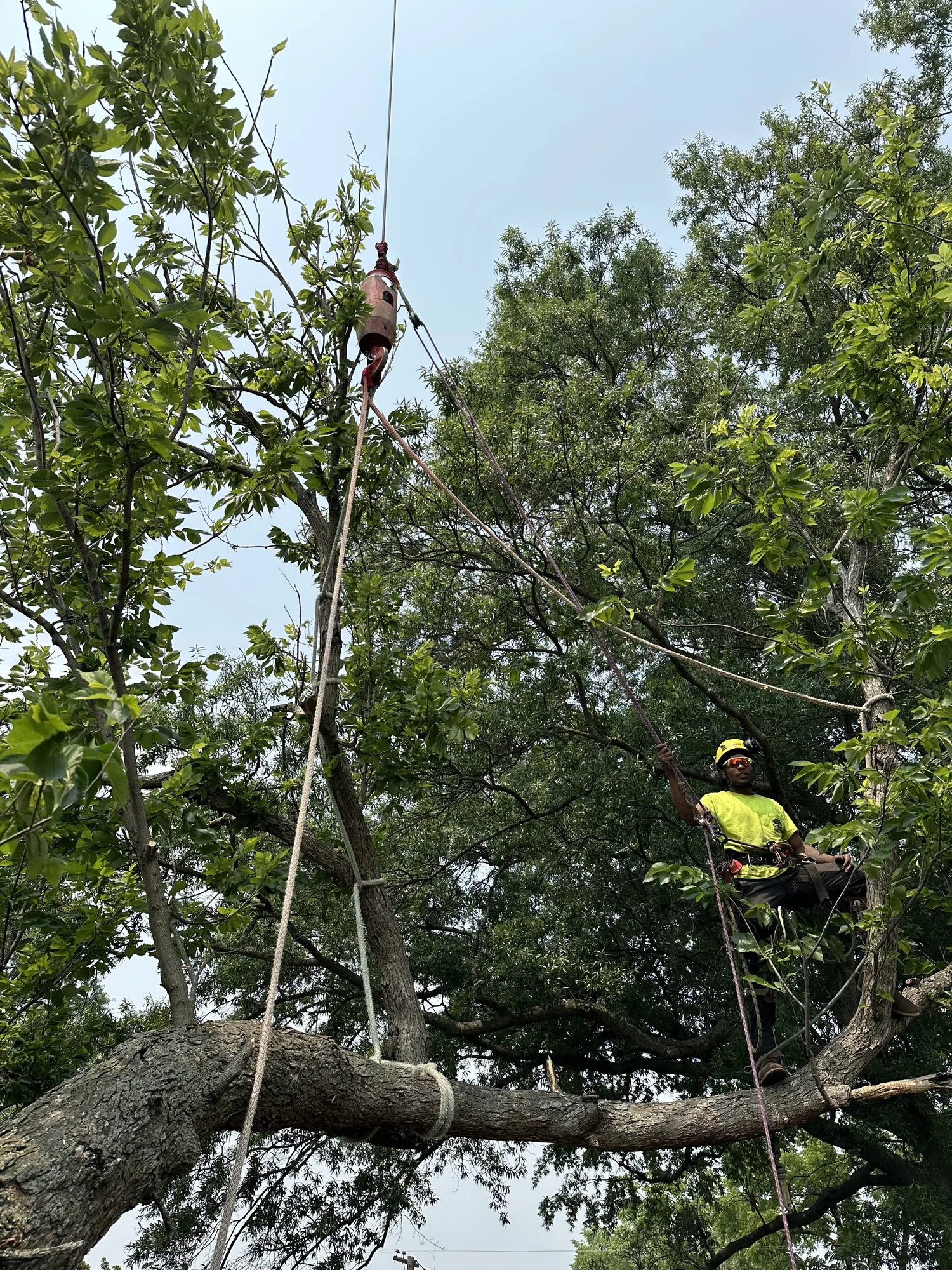 Commonwealth Tree Care