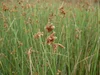 Schoenoplectus validus Fact Sheet — Australian Wetlands Nursery