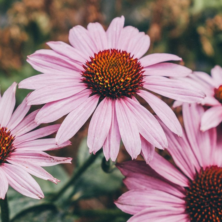 Cut Flower Seeds to Start In Michigan in July, Zone 6a-Long River ...