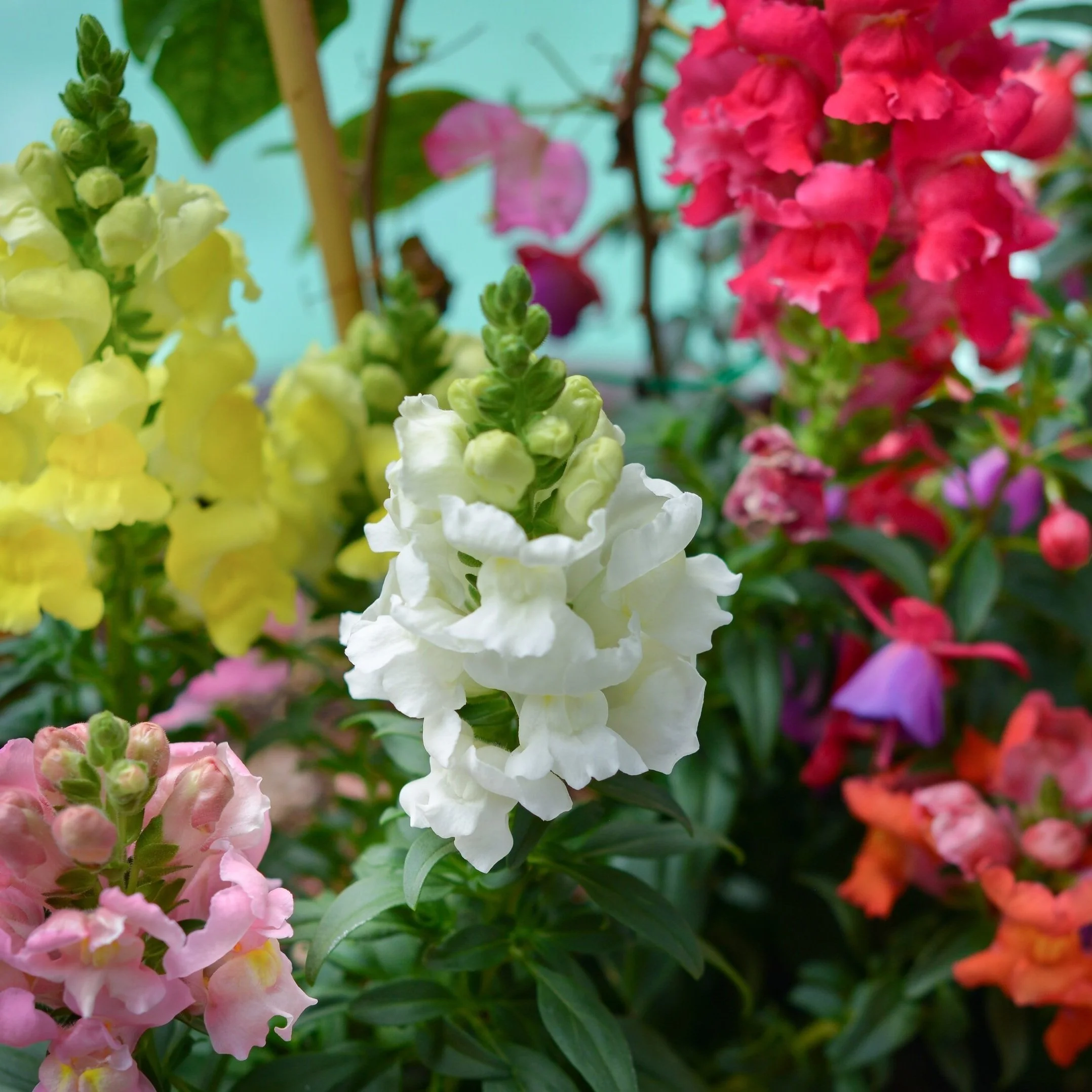 Cut Flower Seeds to Start In Michigan in July, Zone 6a-Long River ...