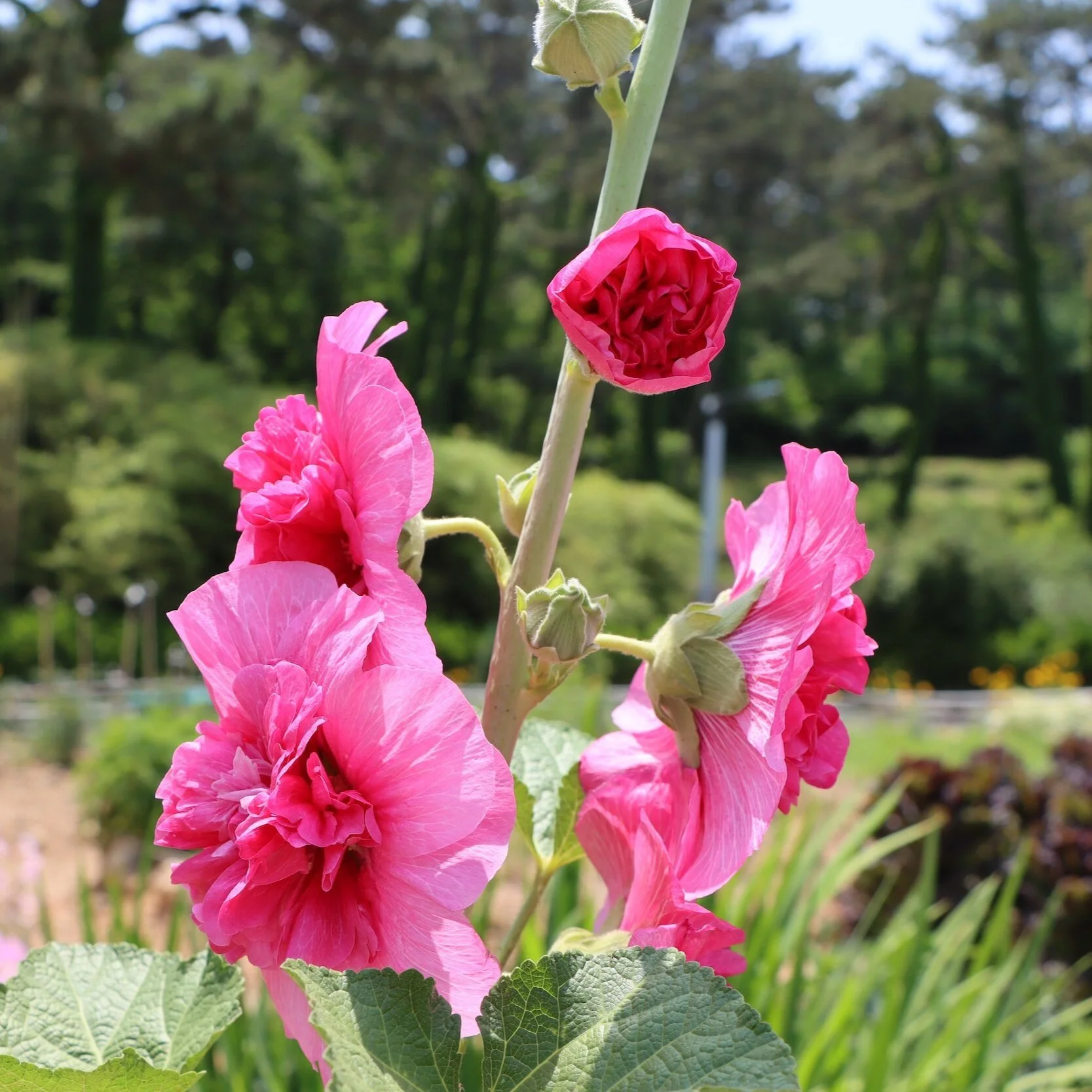 Cut Flower Seeds to Start In Michigan in July, Zone 6a-Long River ...