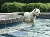 Millstone Pool — Brook Clark Landscape Architects