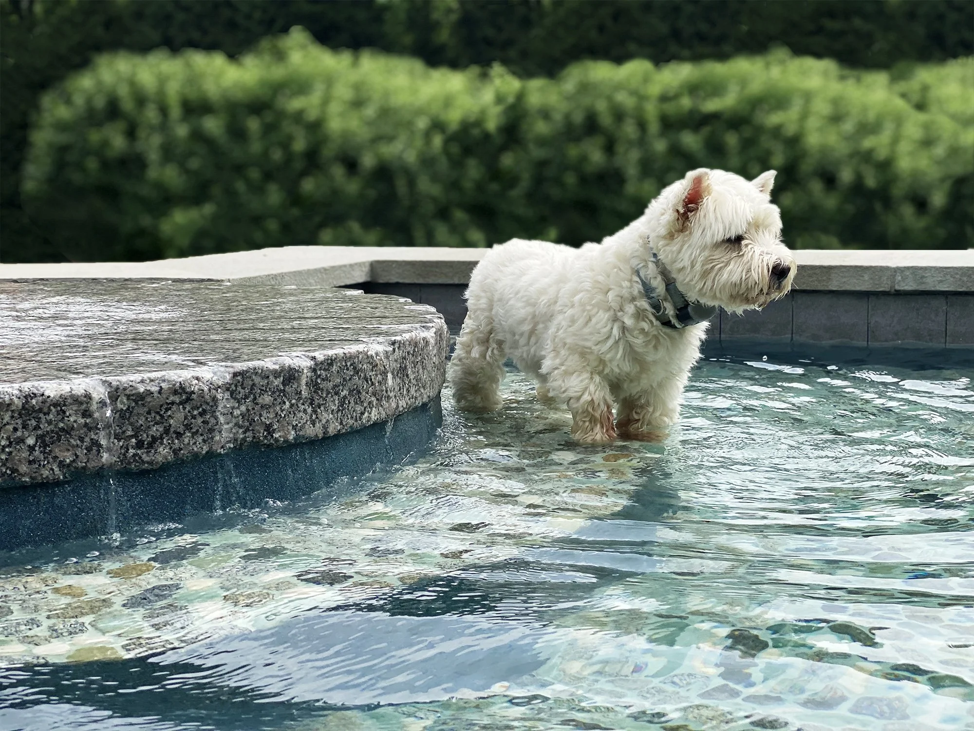 Millstone Pool — Brook Clark Landscape Architects