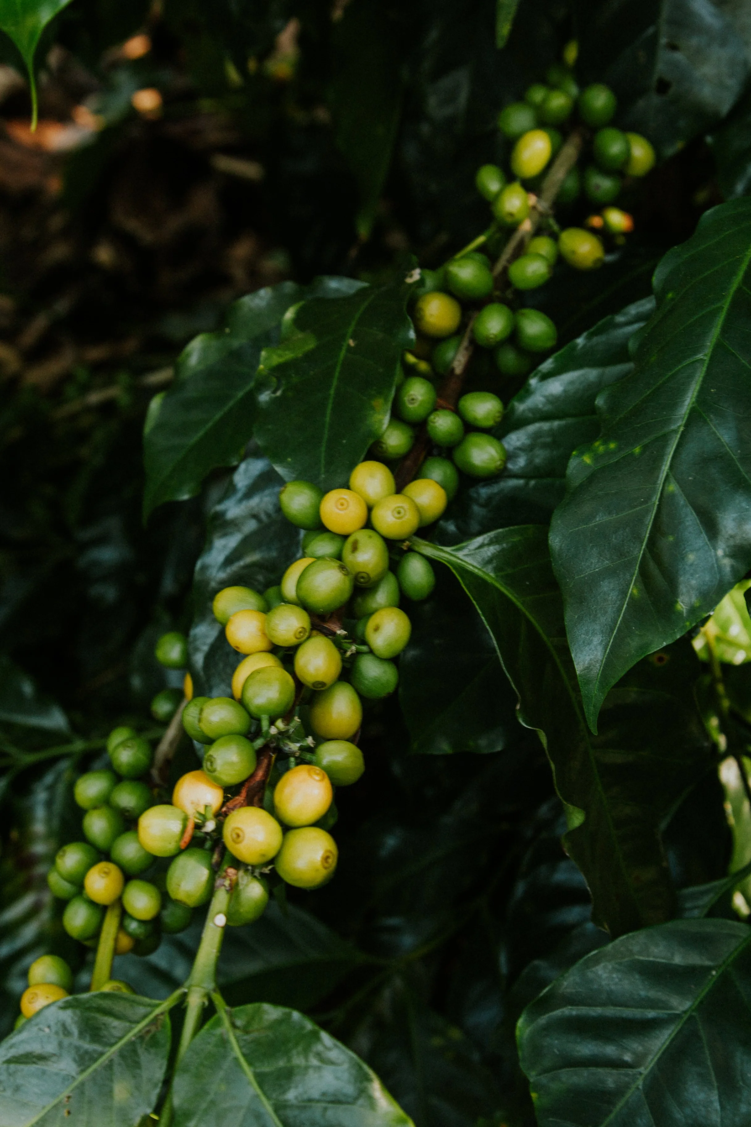 About 1 — Honest Coffee Roasters