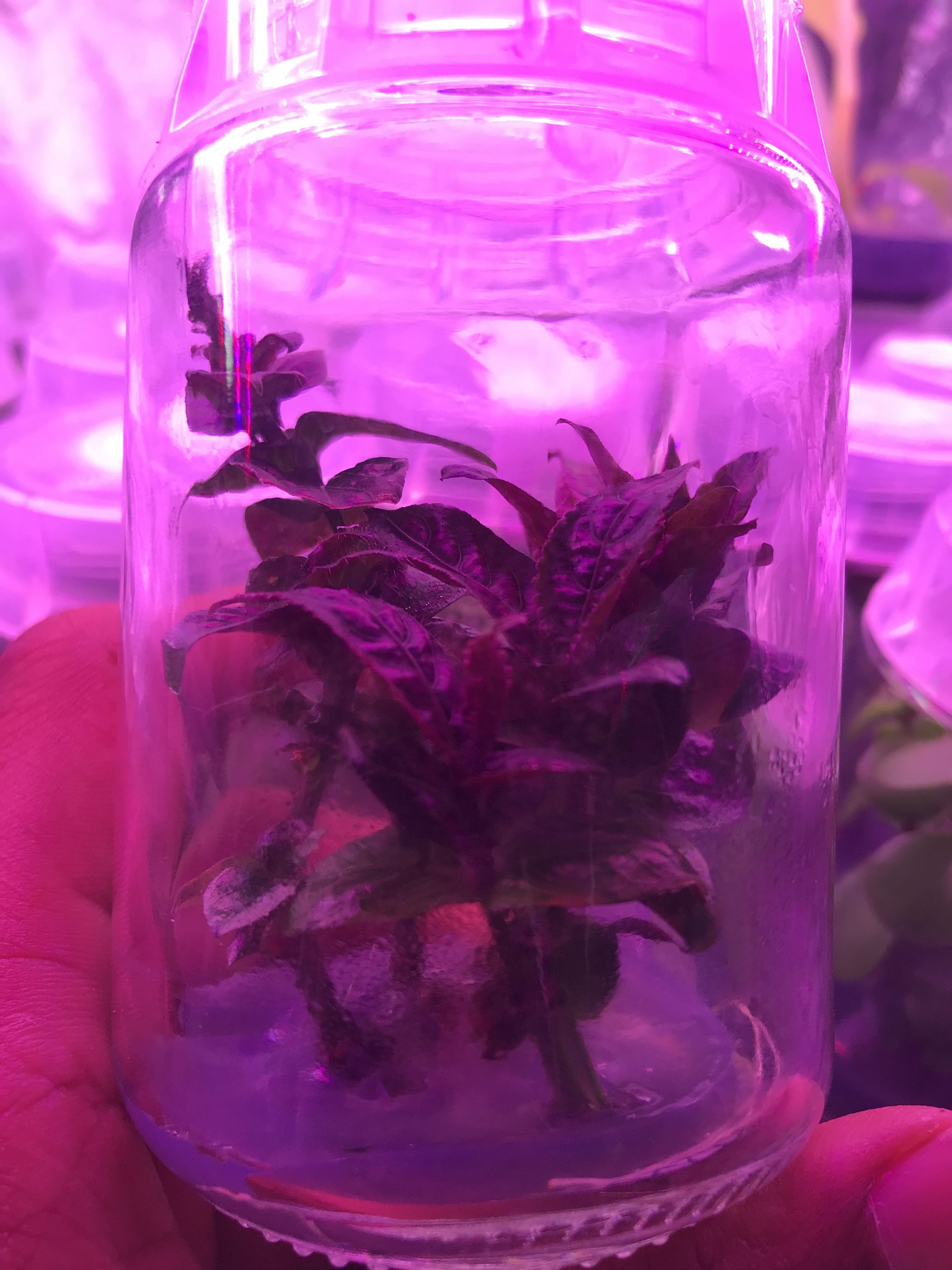 Plant Tissue Culture Dendron Biotech plant-tissue-culture-dendron-biotech
