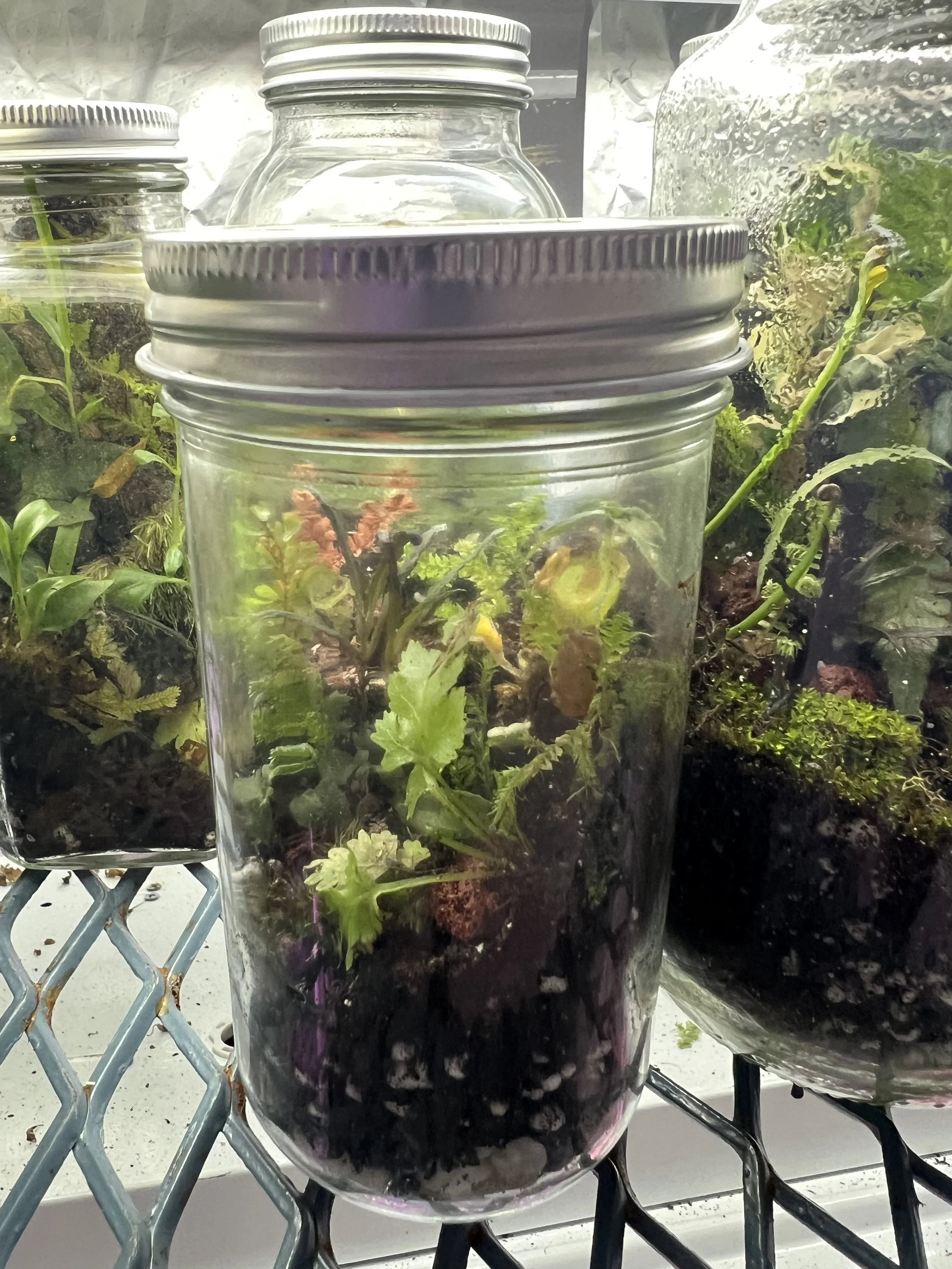 Terrarium Crew TT — Terrarium Crew