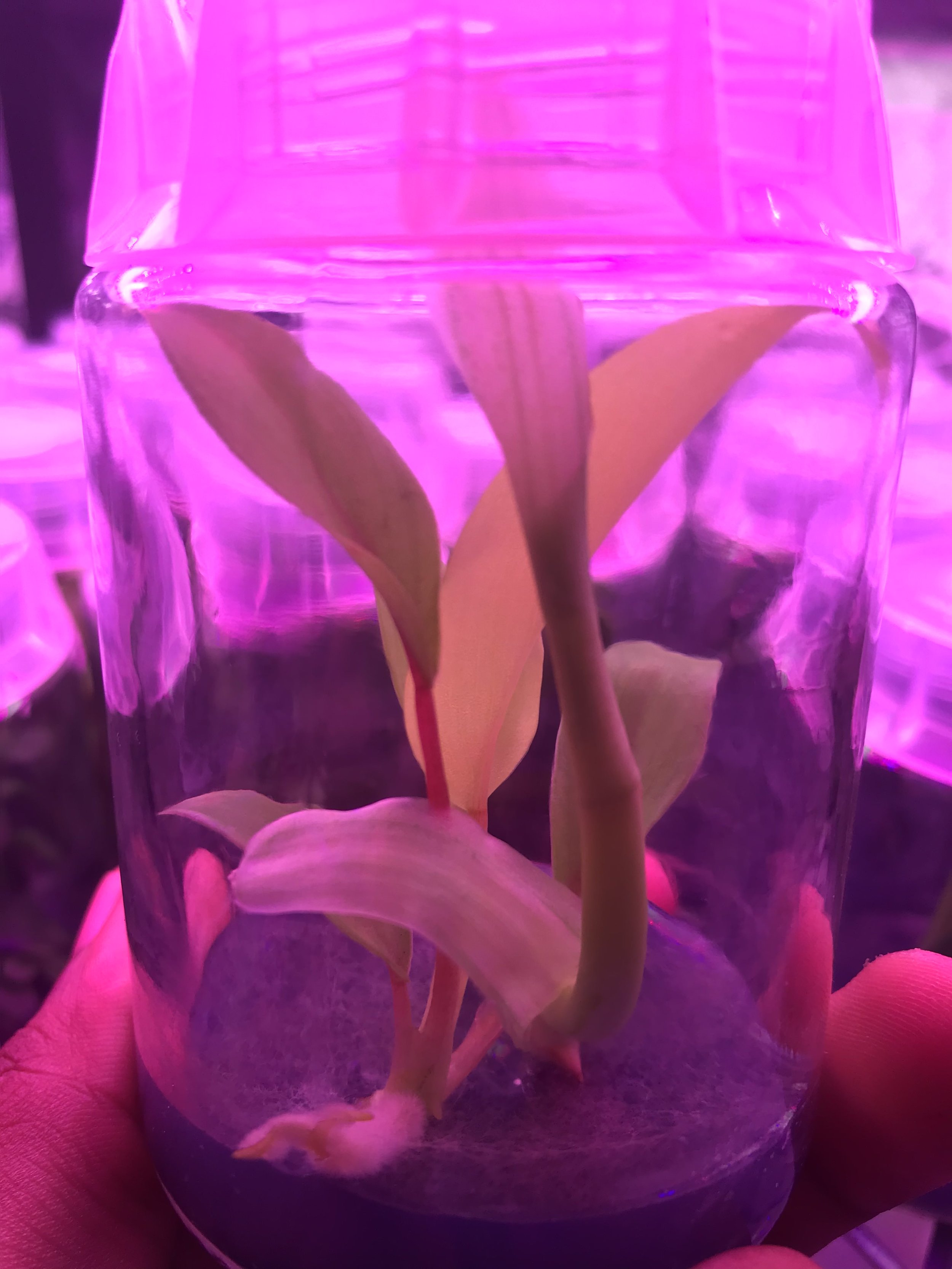 Plant Tissue Culture Dendron Biotech plant-tissue-culture-dendron-biotech