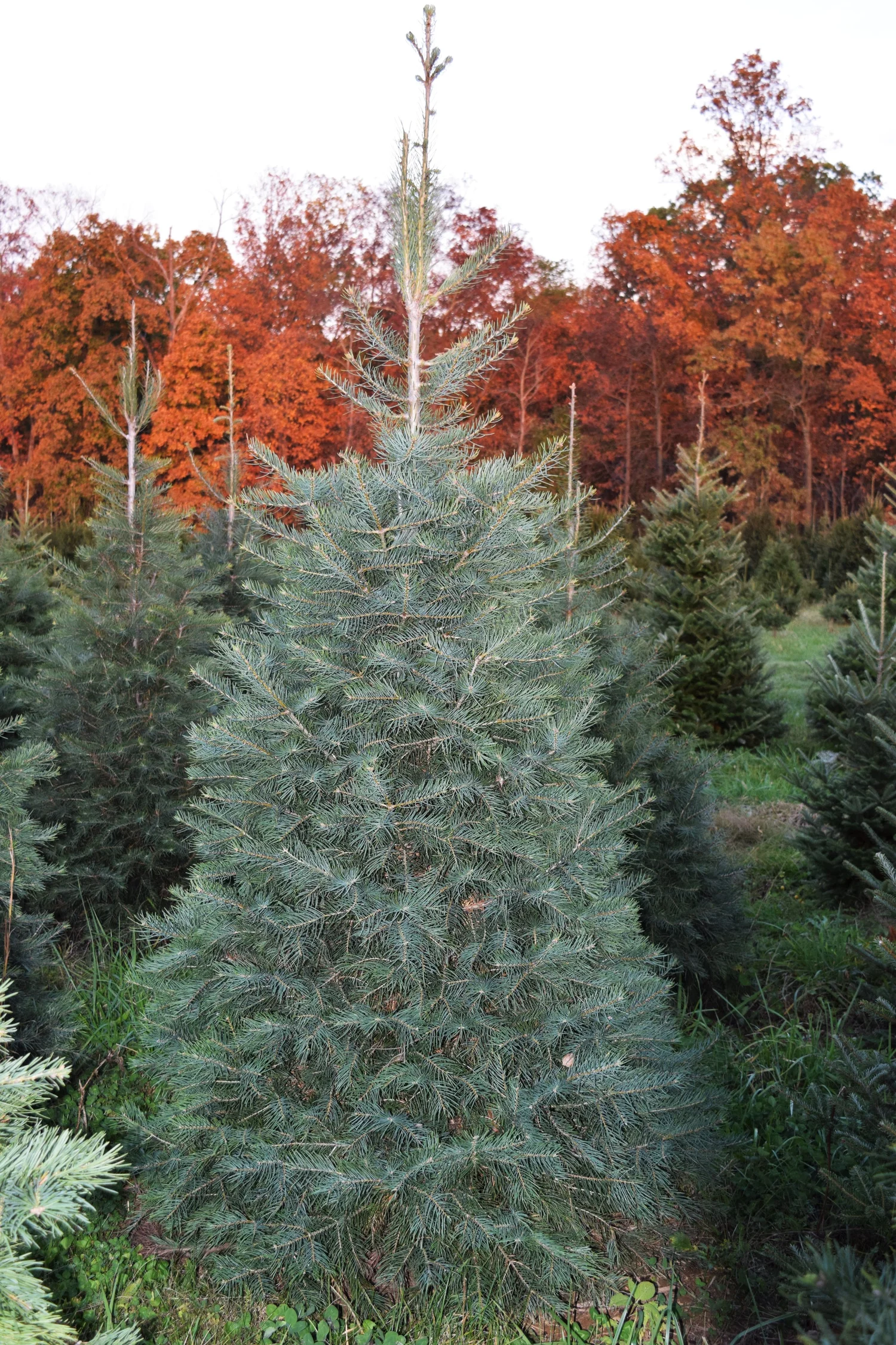 Christmas Tree Prices — Davidson Christmas Tree Farm