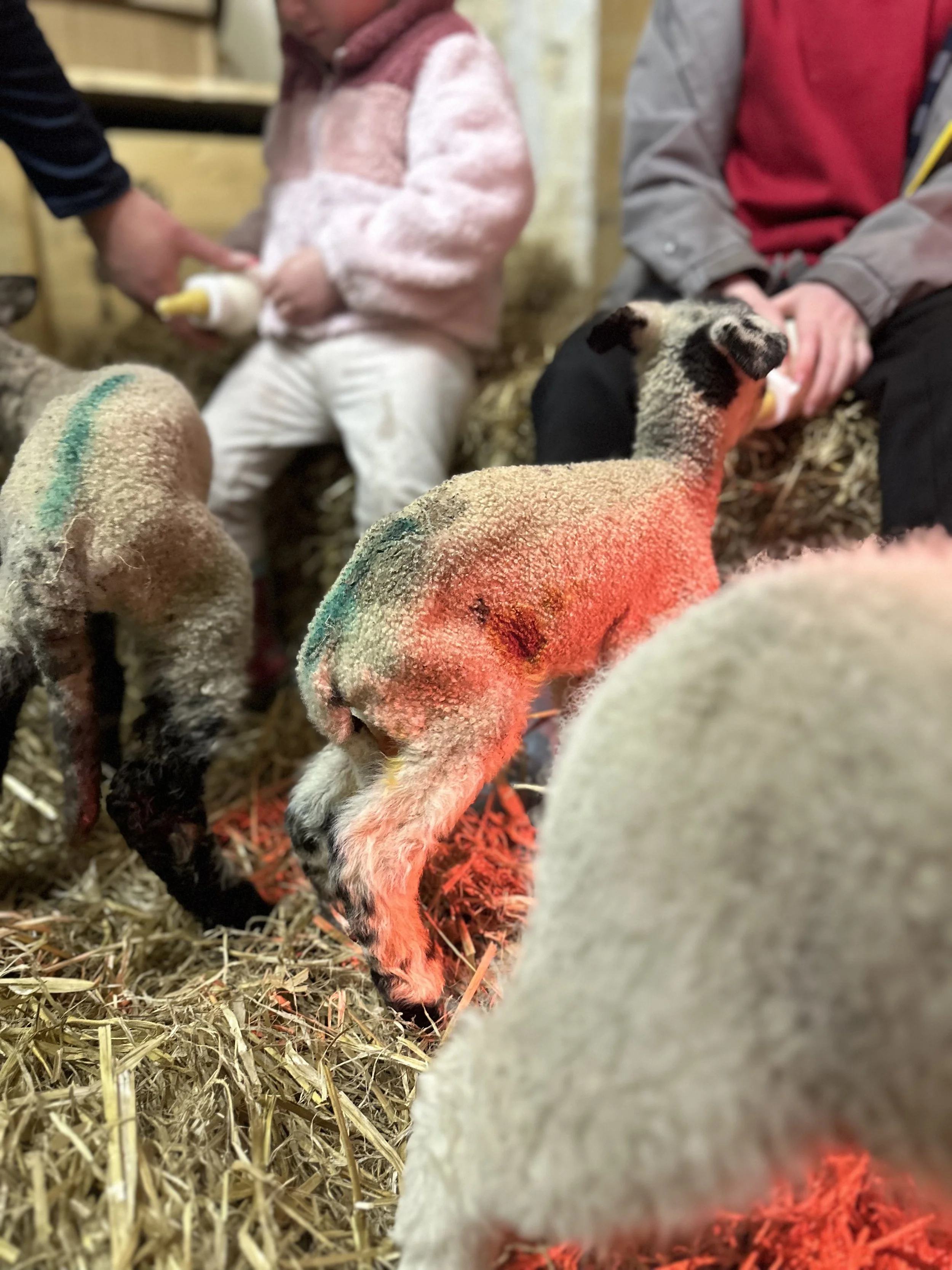 What's on — Elsham Hall