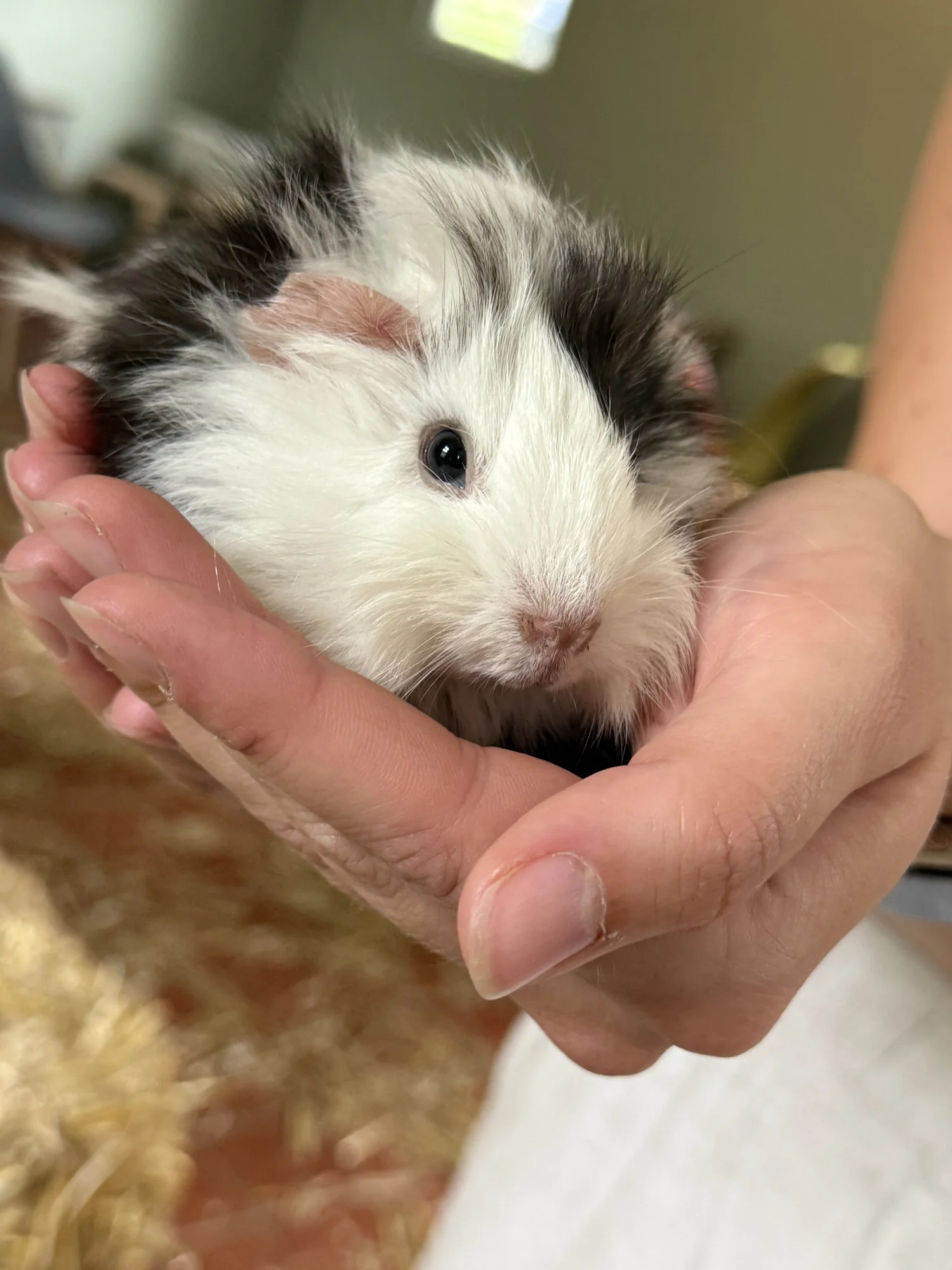 What's on | Discover Events & Experience Now — Elsham Hall