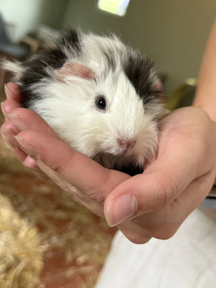 What's on | Discover Events & Experience Now — Elsham Hall