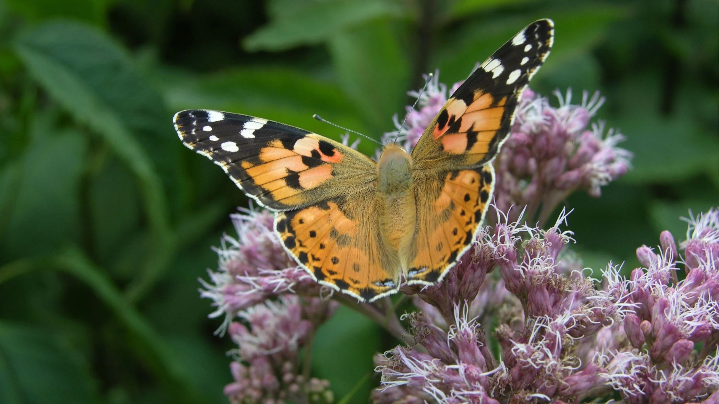 Gardens & Country Park | Explore & Discover Today — Elsham Hall