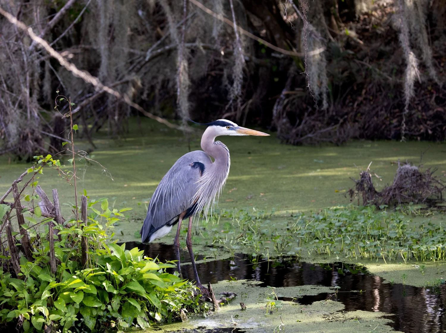 The Celery Fields — Amy Roberts Photography