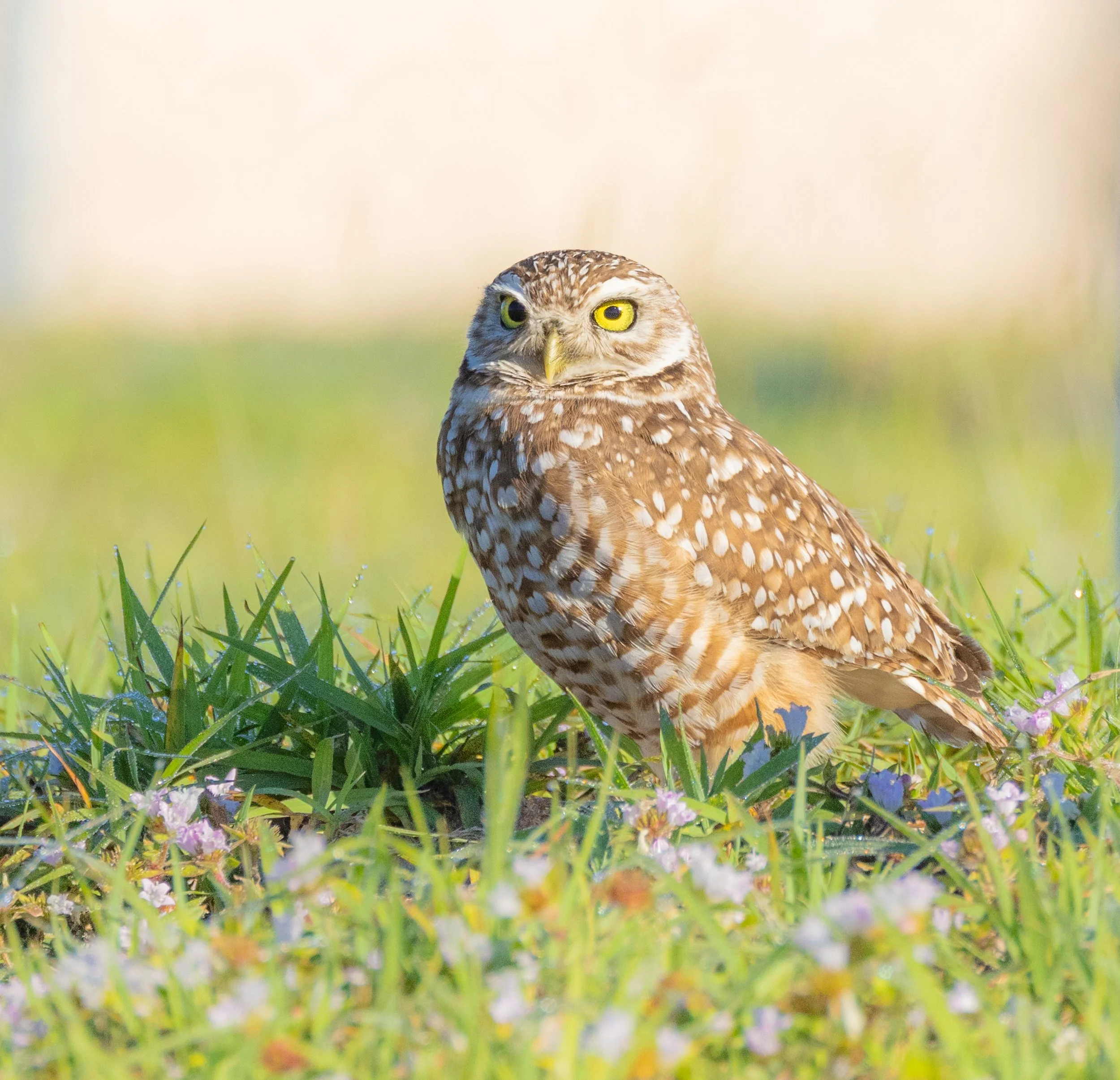Burrowing Owls of Cape Coral — Amy Roberts Photography