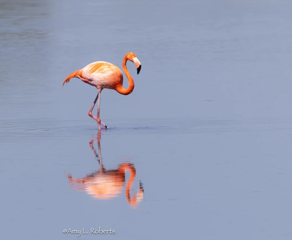 An American Flamingo at a Birding Hotspot in Florida’s Panhandle — Amy ...