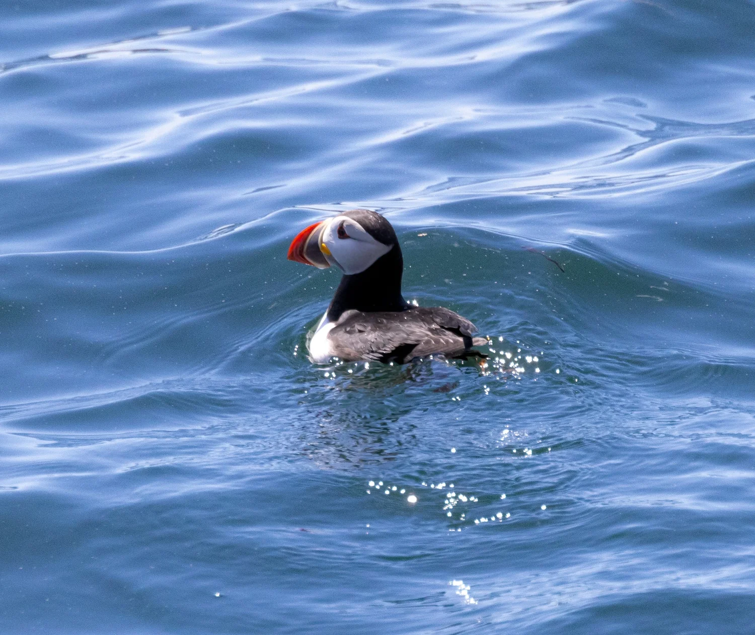 Atlantic Puffins at Eastern Egg Rock, Maine — Amy Roberts Photography