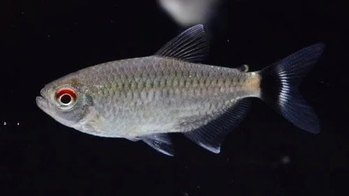 Freshwater Fish — Volker's Aquarium Supplies