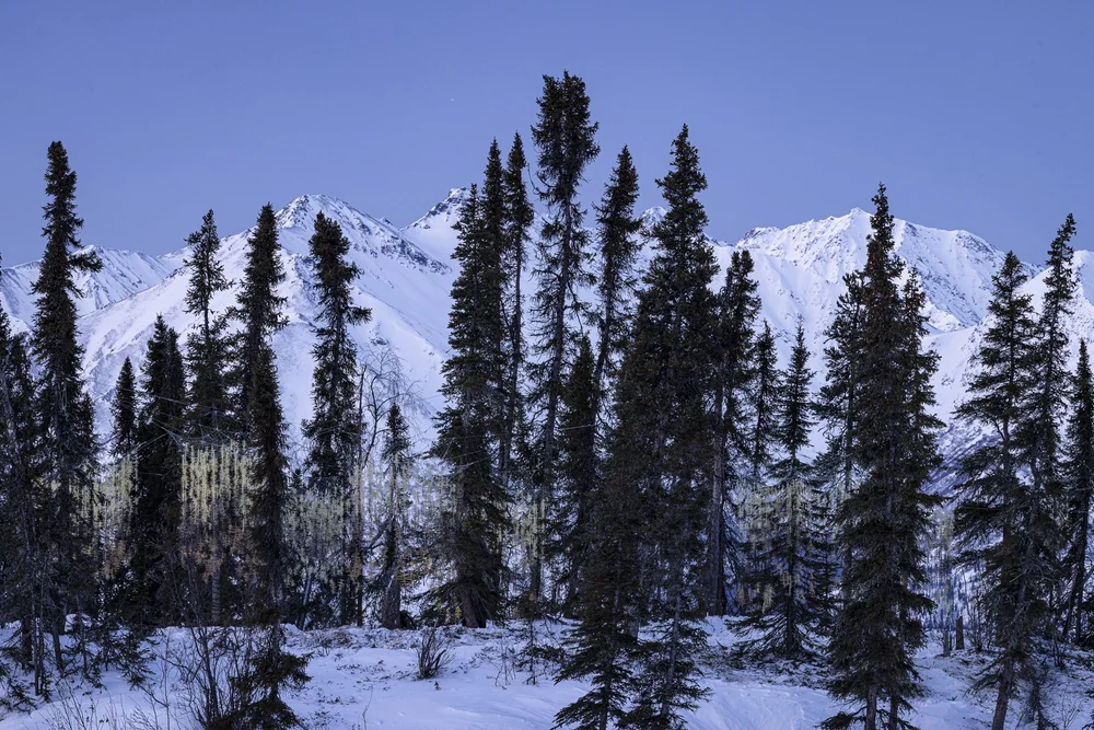 EMERITUS (Black Spruce) / Mentasta lake area, Interior Alaska, Ahtna ...