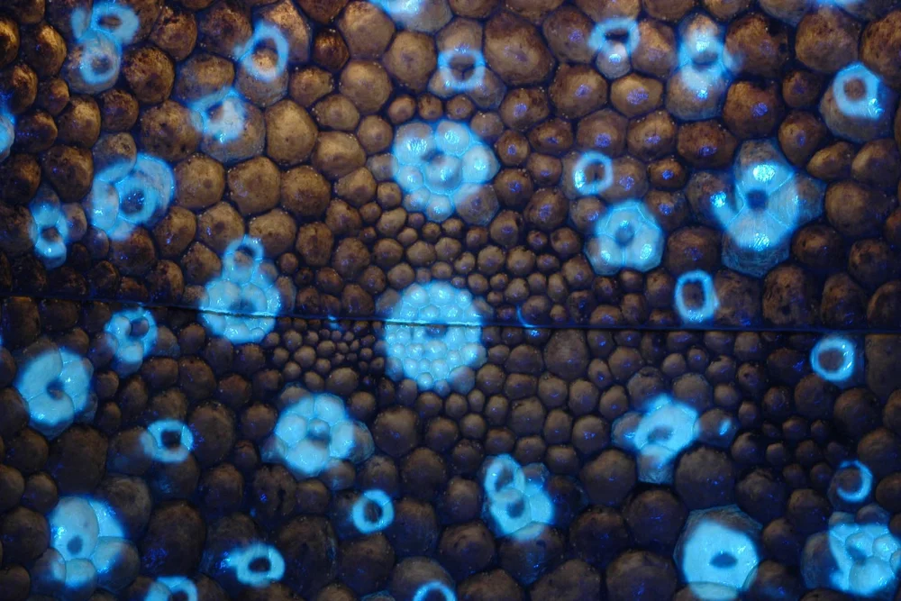 CLEAVE / Bellevue Arts Museum and Davidson Galleries, Seattle, WA ...