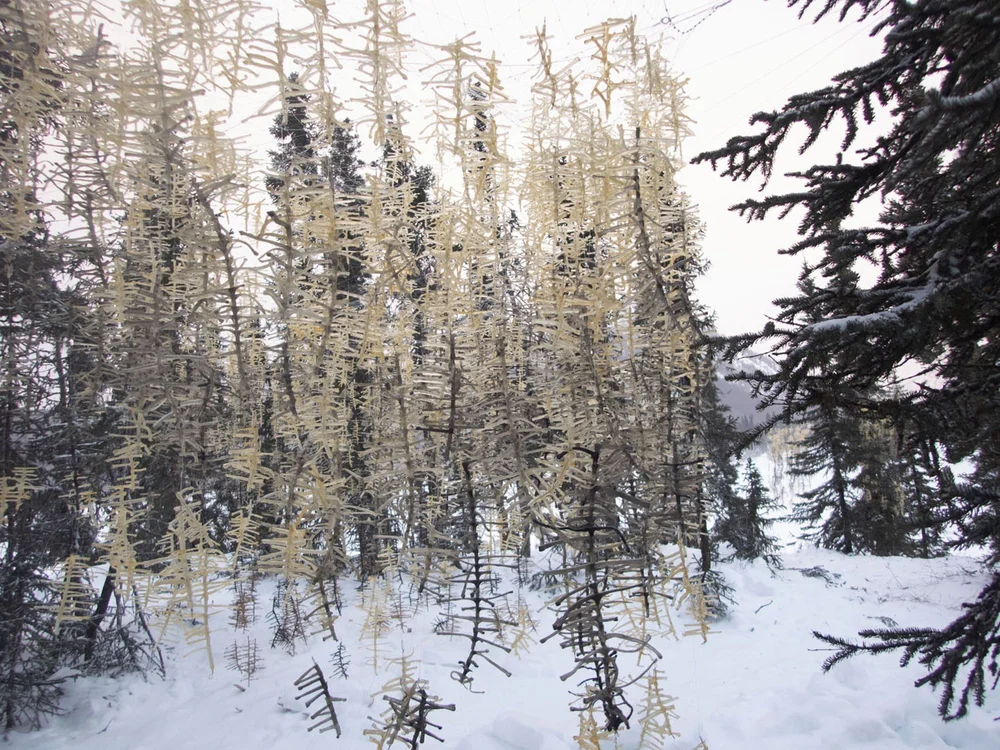 EMERITUS (Black Spruce) / Mentasta lake area, Interior Alaska, Ahtna ...