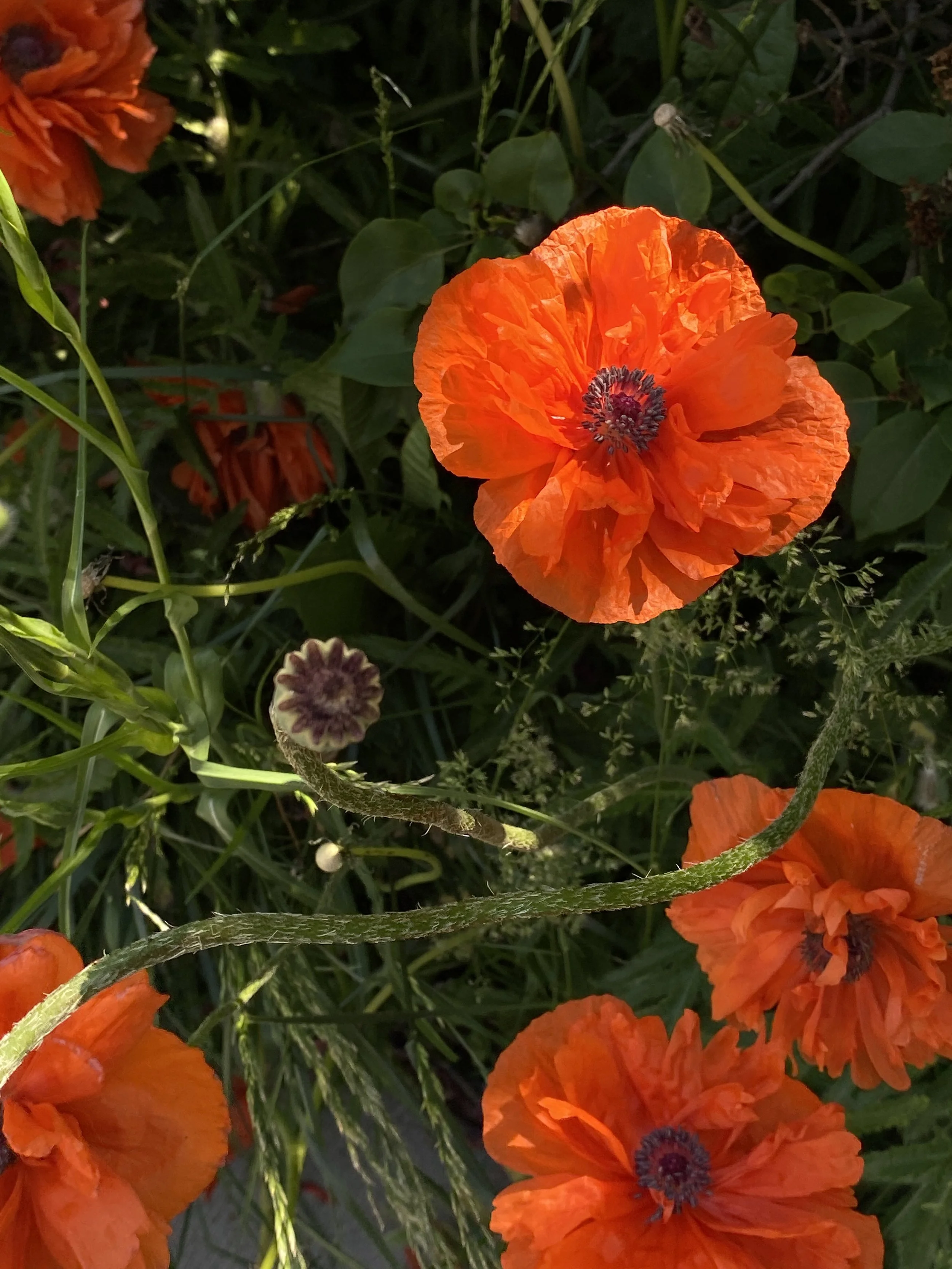 The Color of February / 2023 — Anna Núñez Fine Art