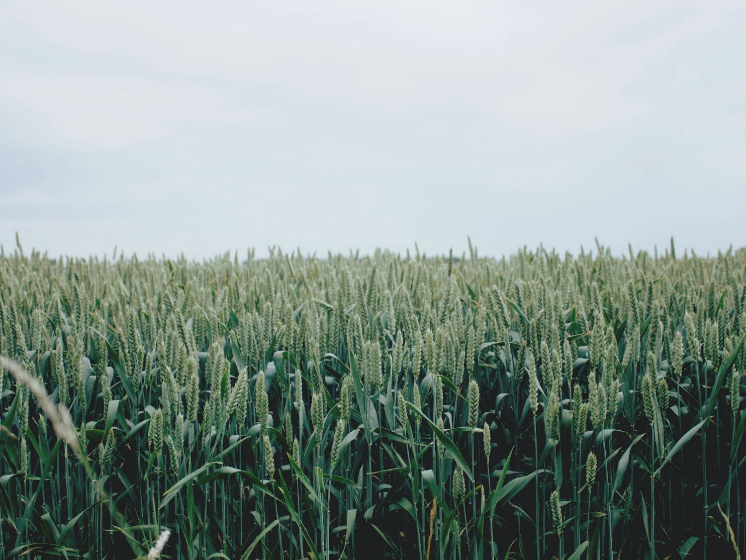 GEOGLAM Crop Monitor