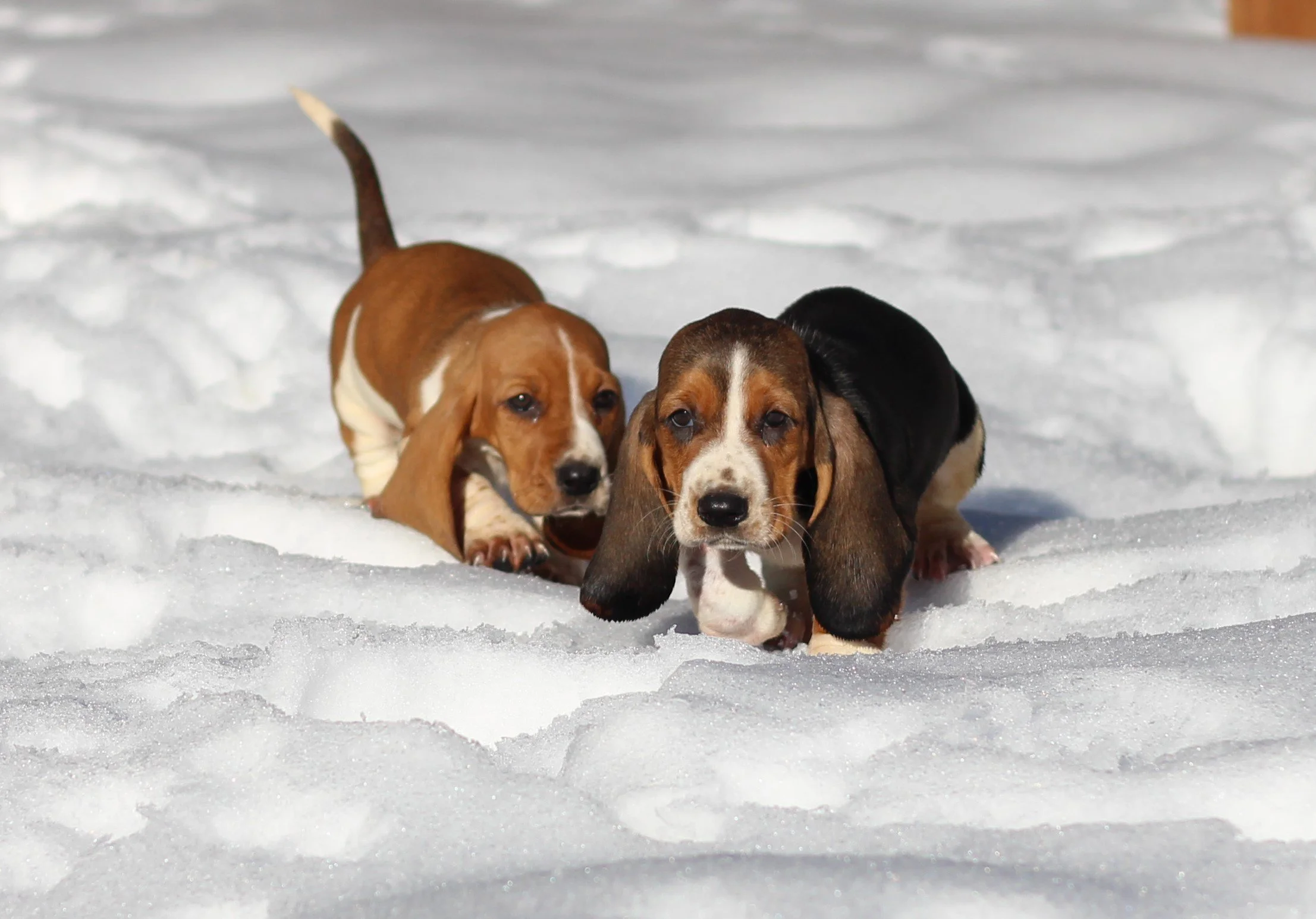 Puppies — Welcome Home Bassets