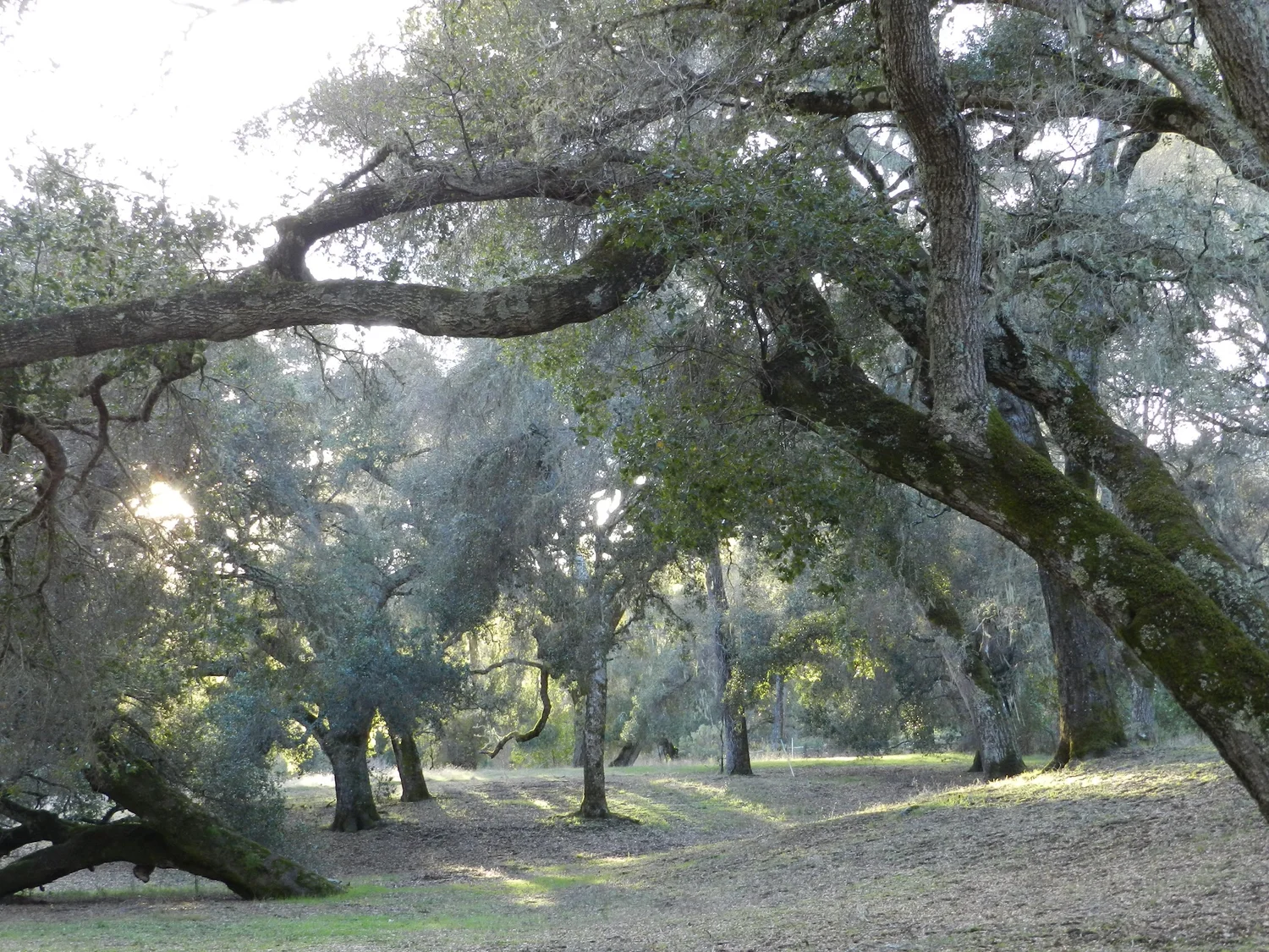 Where We Come From — Rumsen Ohlone Tribal Community