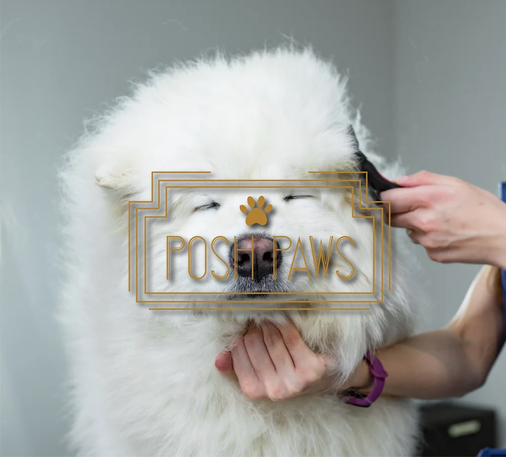 POSH PAWS DOWNEY