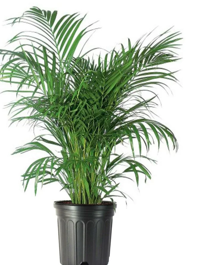 Palm Tree — Blossoms Florist
