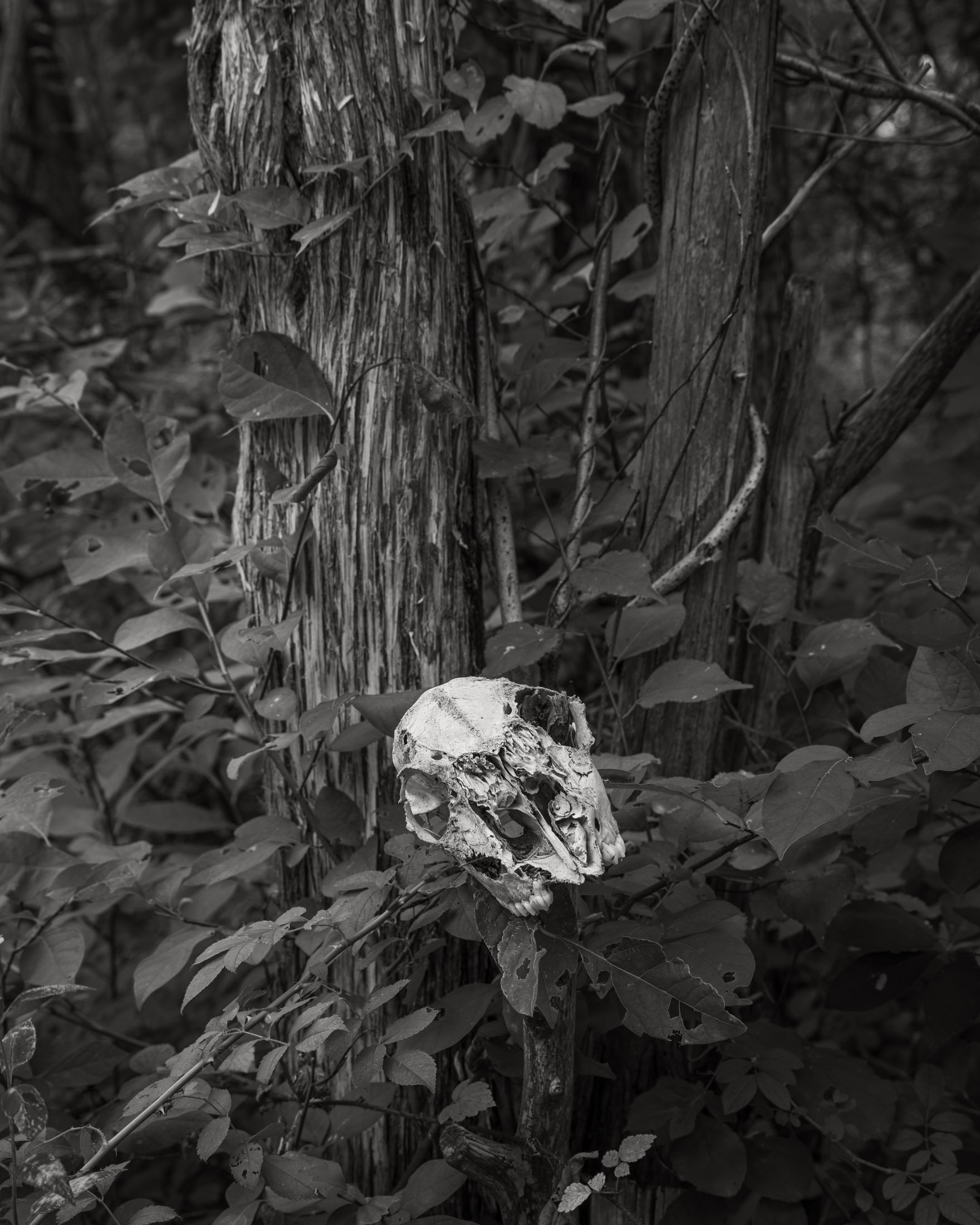 Cody Schultz - Photographer and Writer