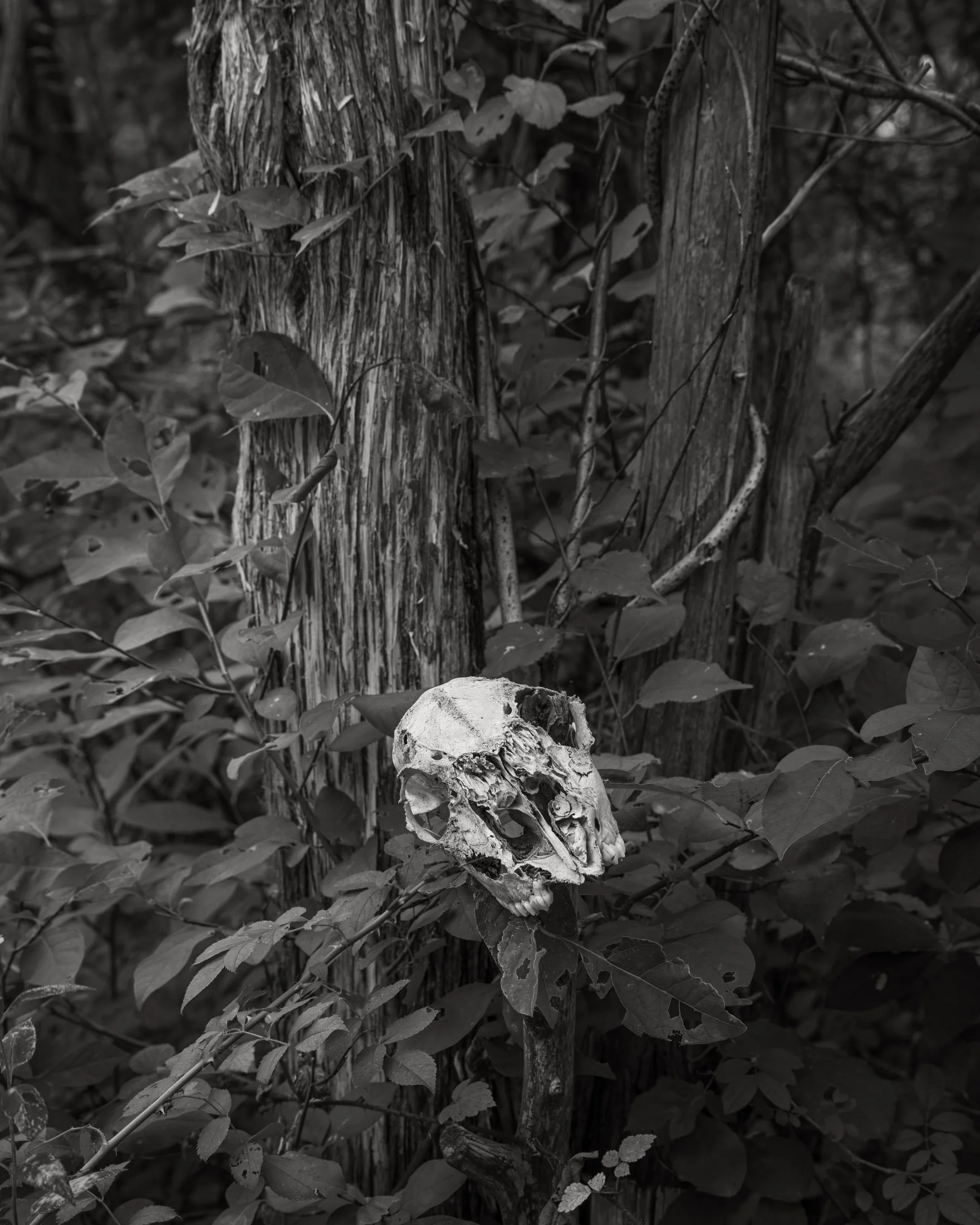 Cody Schultz - Photographer and Writer