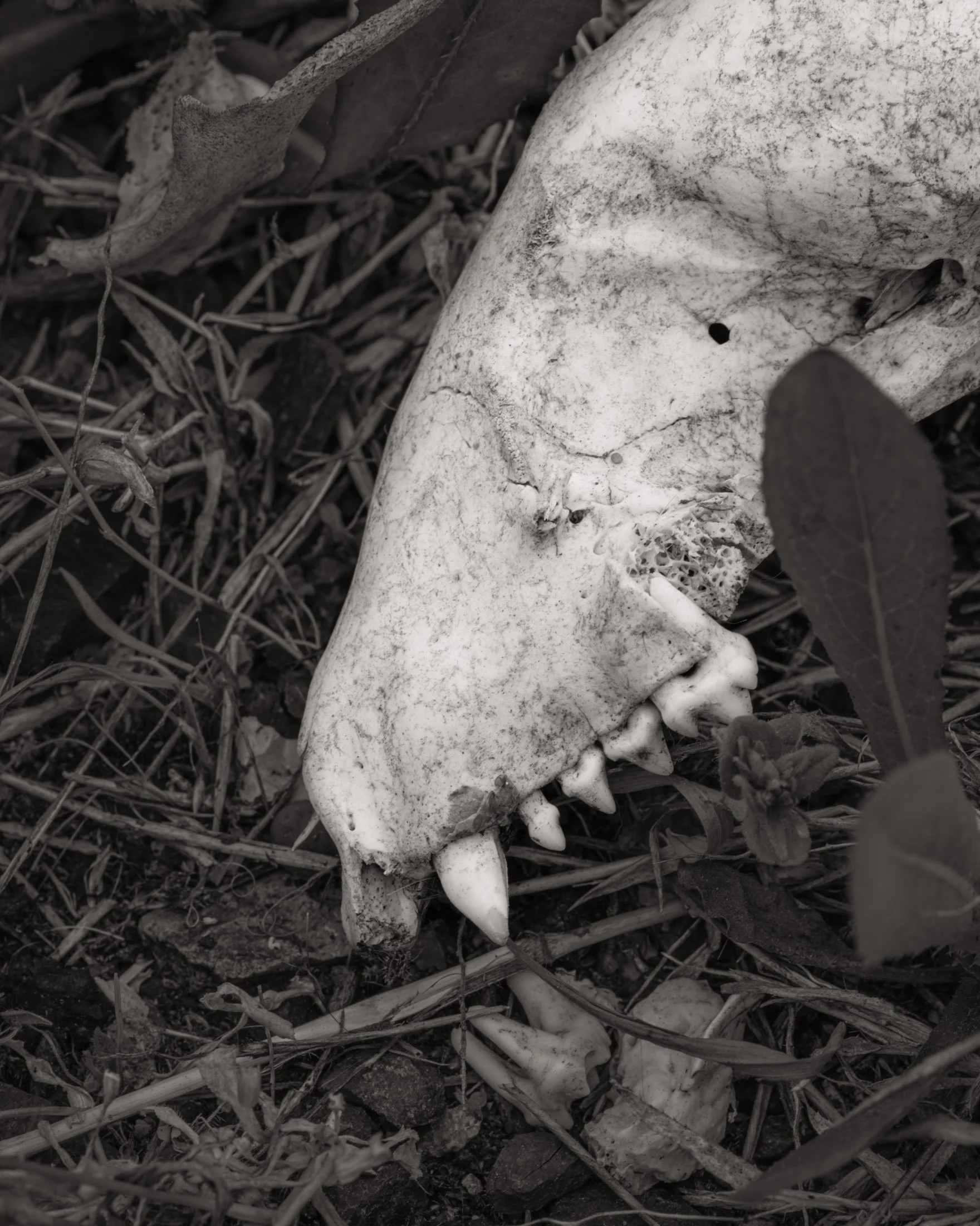 Cody Schultz - Photographer and Writer