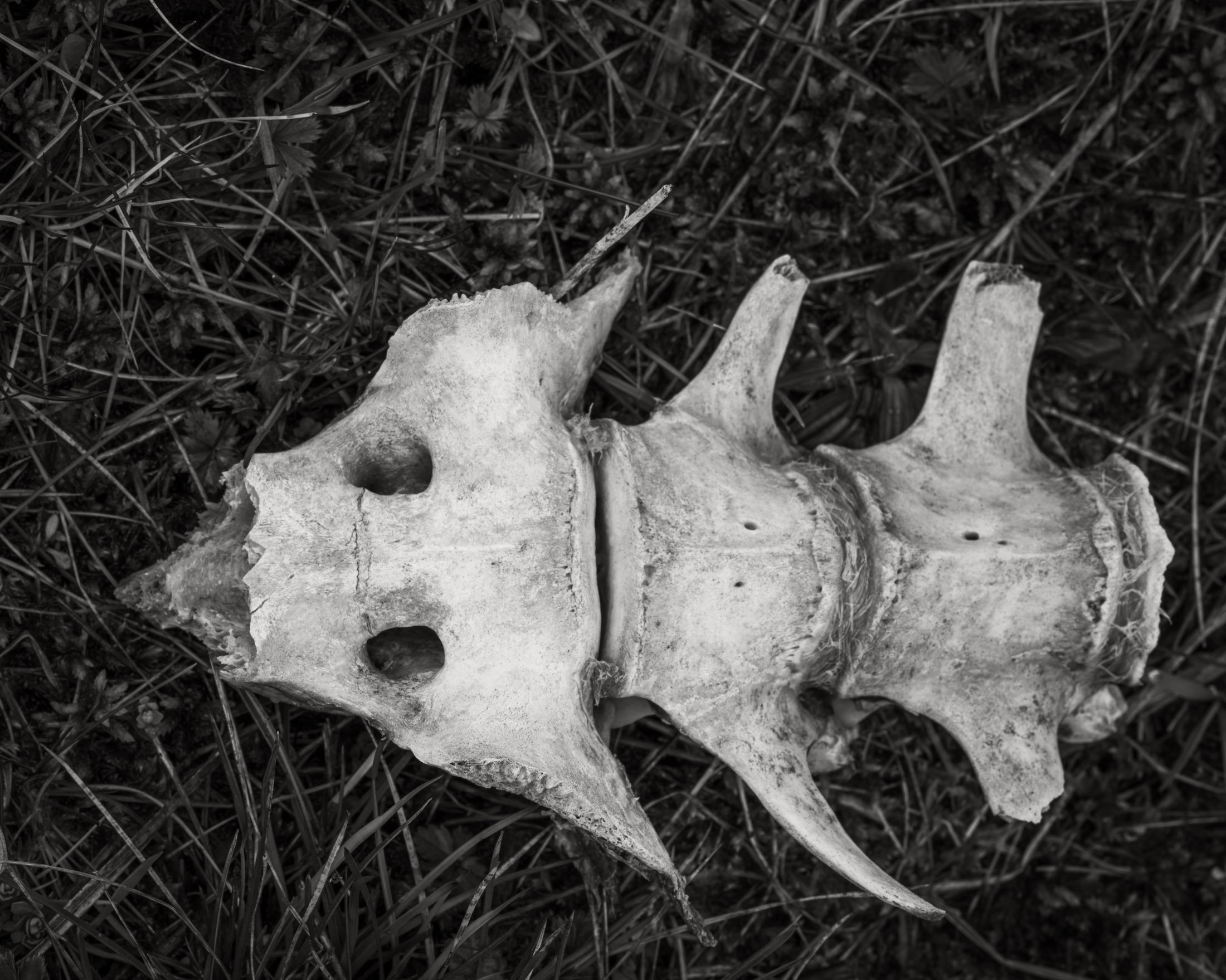 Cody Schultz - Photographer and Writer