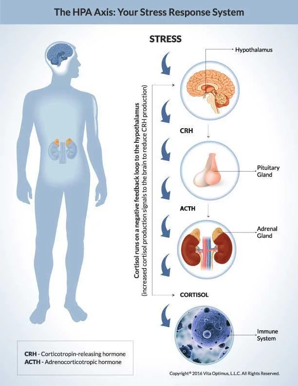 Understanding the HPA Axis and How Yoga Can Help Balance It ...