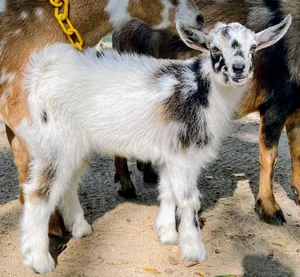 Blissful Goat Yoga