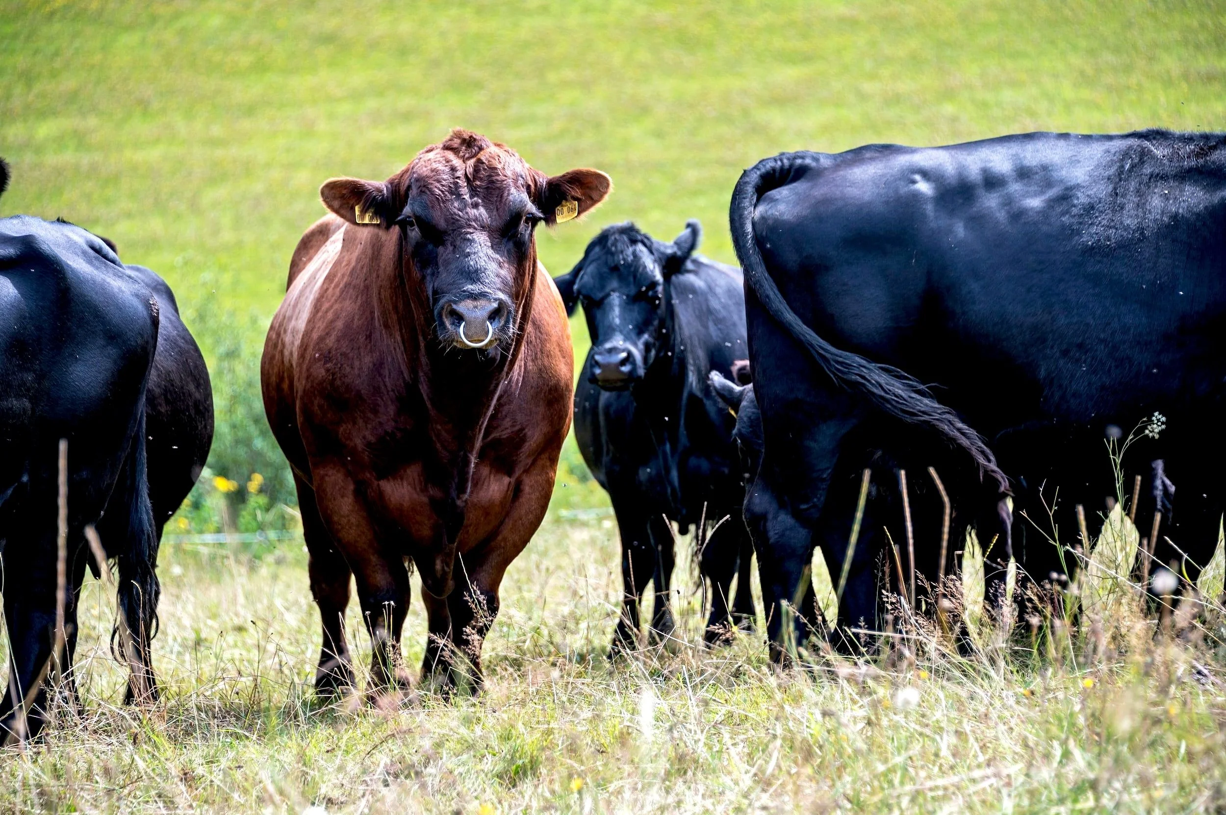 Production Animal Services — O'Neill Veterinary Clinic | O'Neill, NE