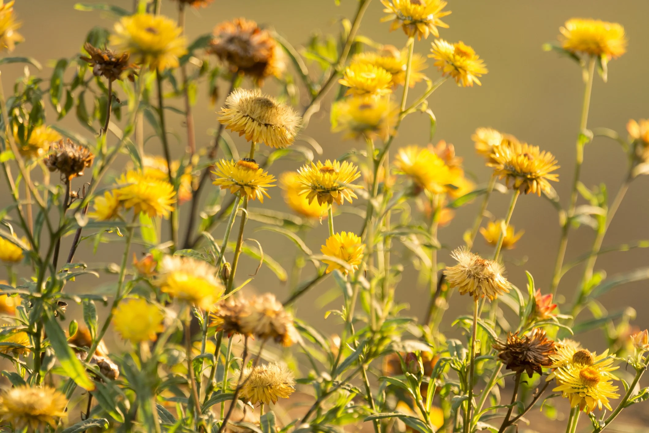 Paper Daisy Therapy + Pilates