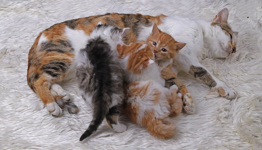 CCKC Blog — Critical Care Kitten Coalition