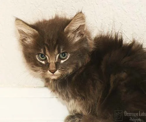 Resources — Critical Care Kitten Coalition