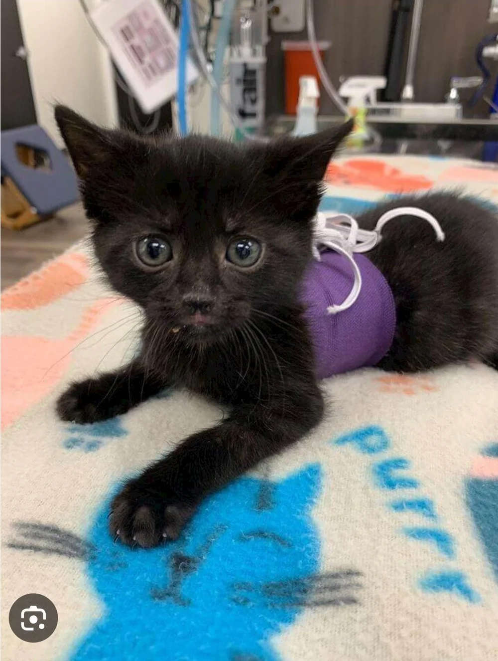 Flat-chested kitten syndrome (FCKS) — Critical Care Kitten Coalition