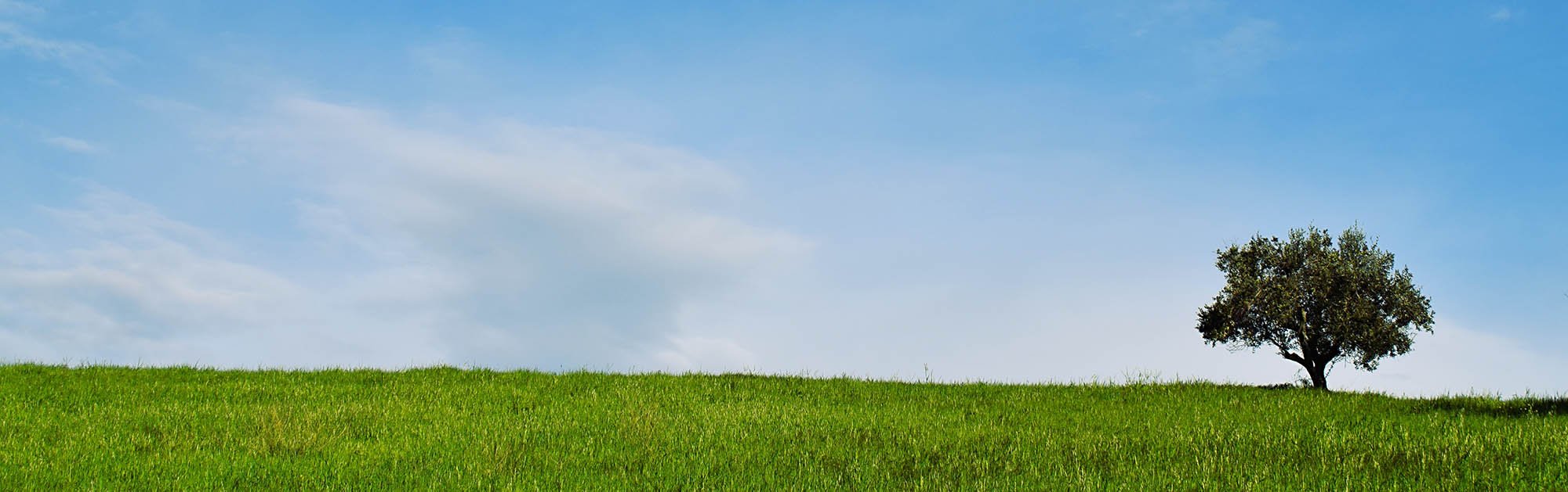 Canopy Support Services. Helping individuals to achieve their best ...