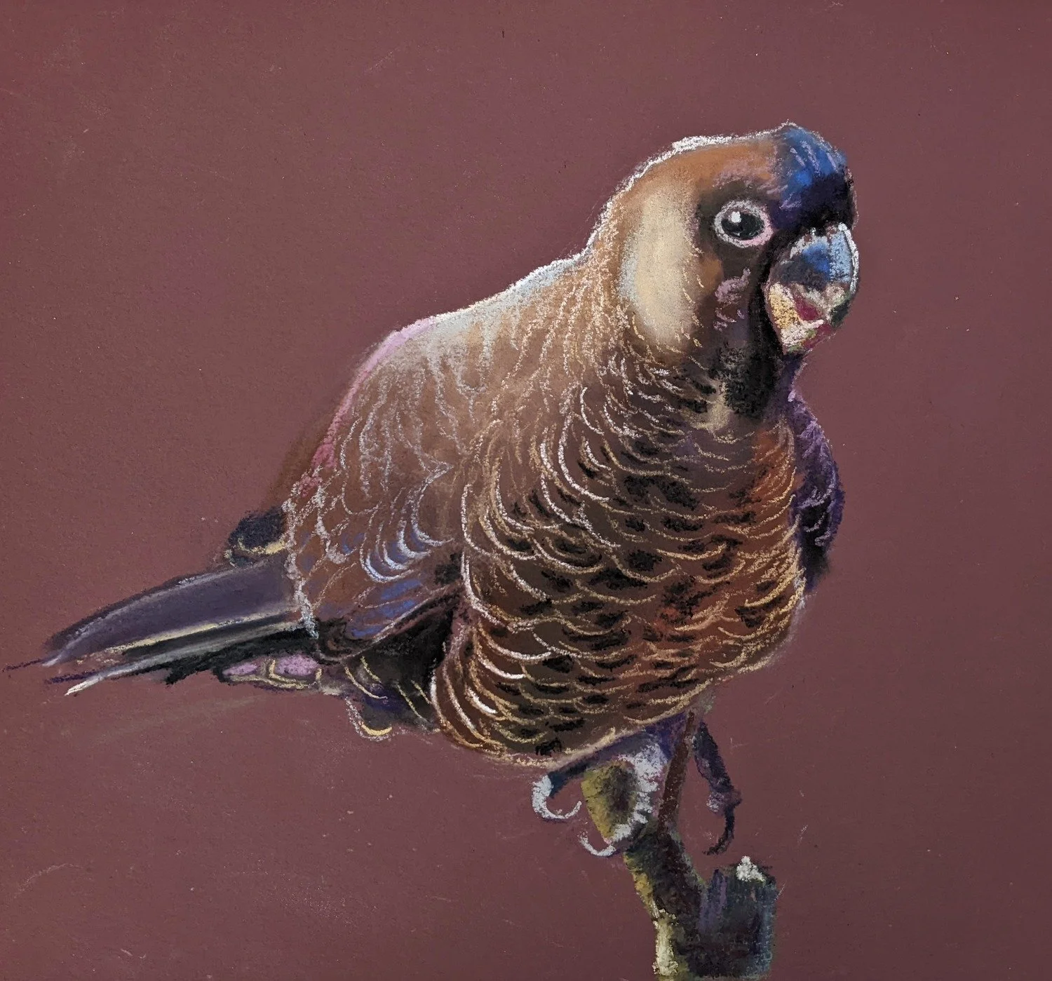 Pink Robin original mixed media bird painting — Tiffany Forster Art