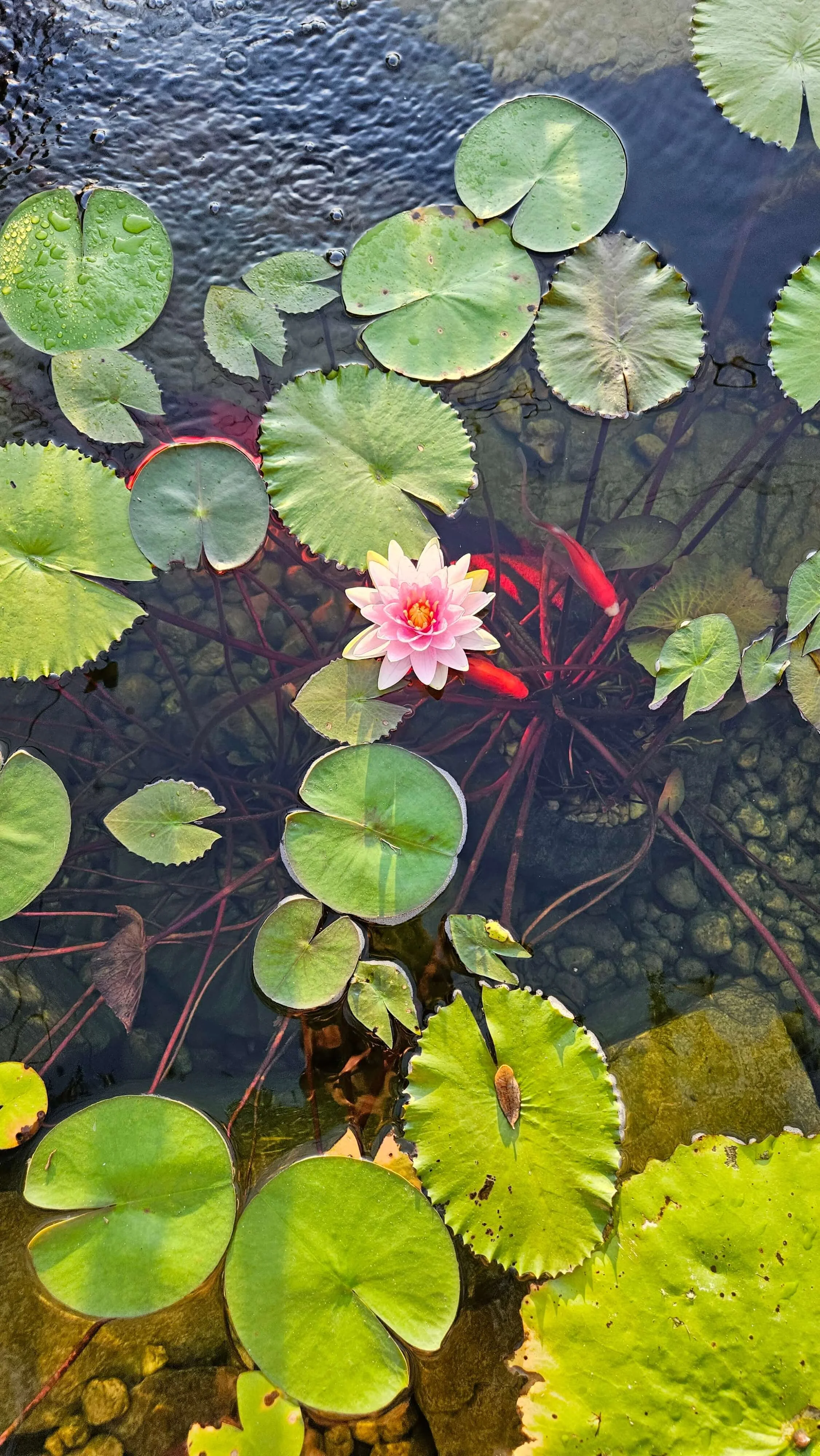 How I Keep Clear Water in Ponds All Year Round | CONLEY PONDS