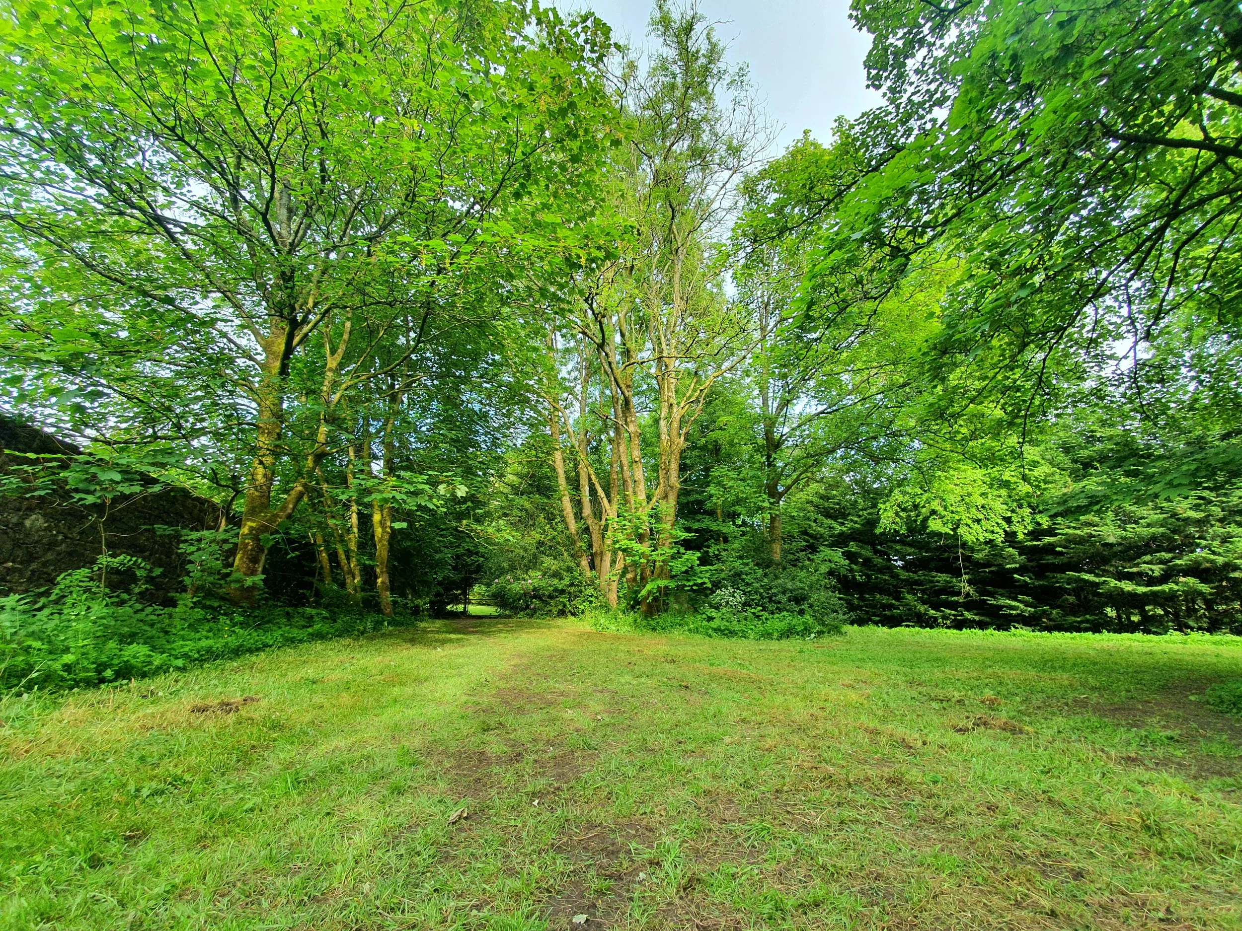 Gallery — Bedlay Gardens Dog Forest