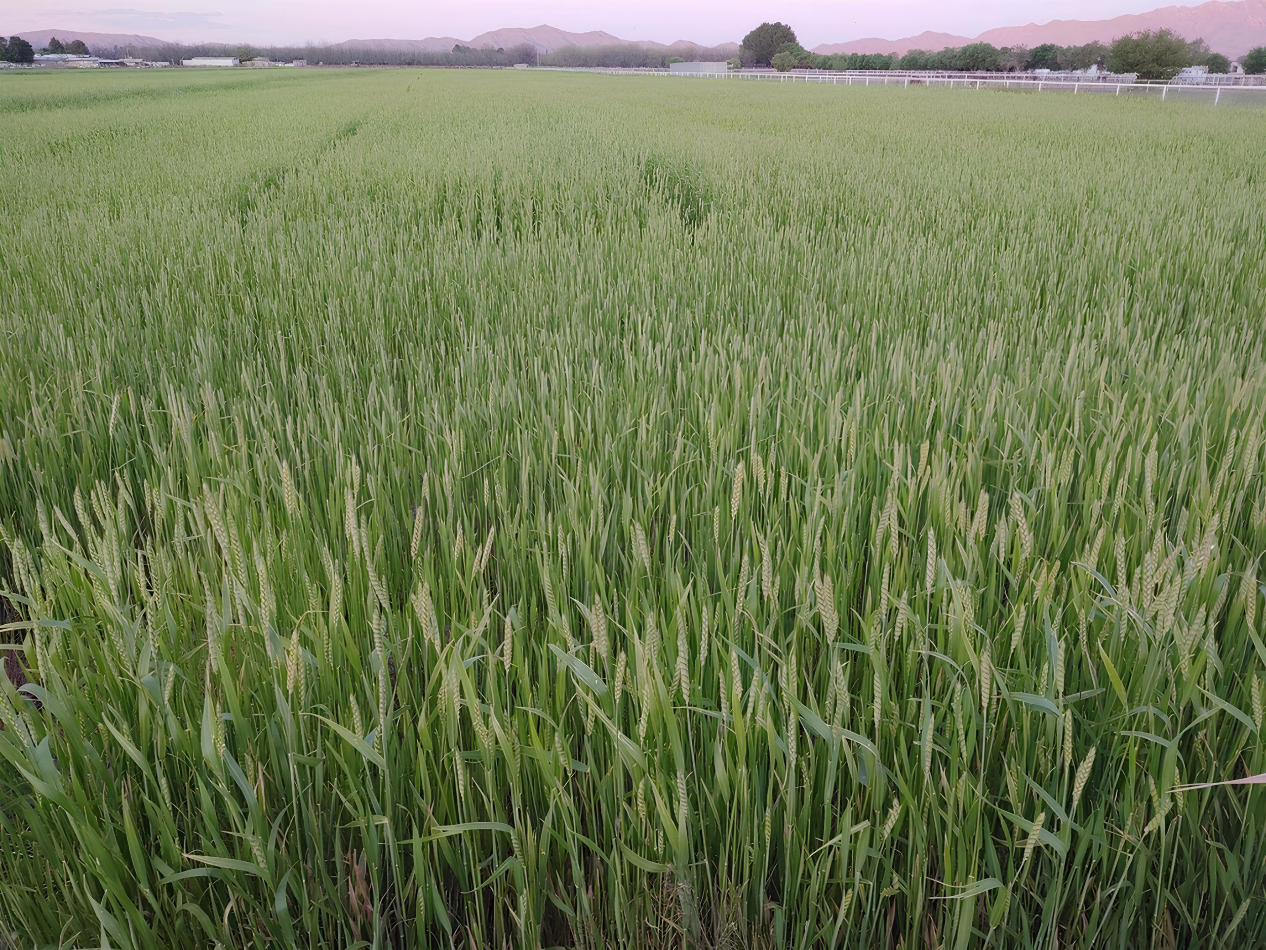 Southwest Grain Collaborative