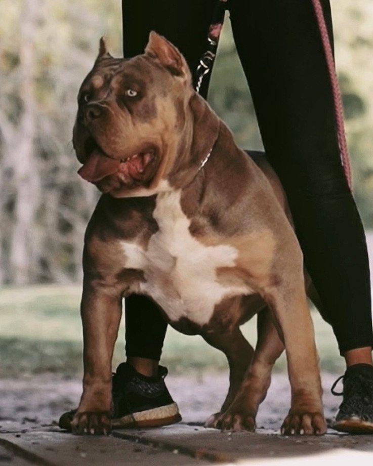 Females of The Eternals - XL American Bullies