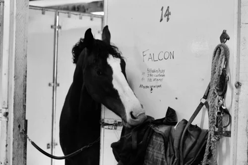 Facility — Spokane Sport Horse Farm