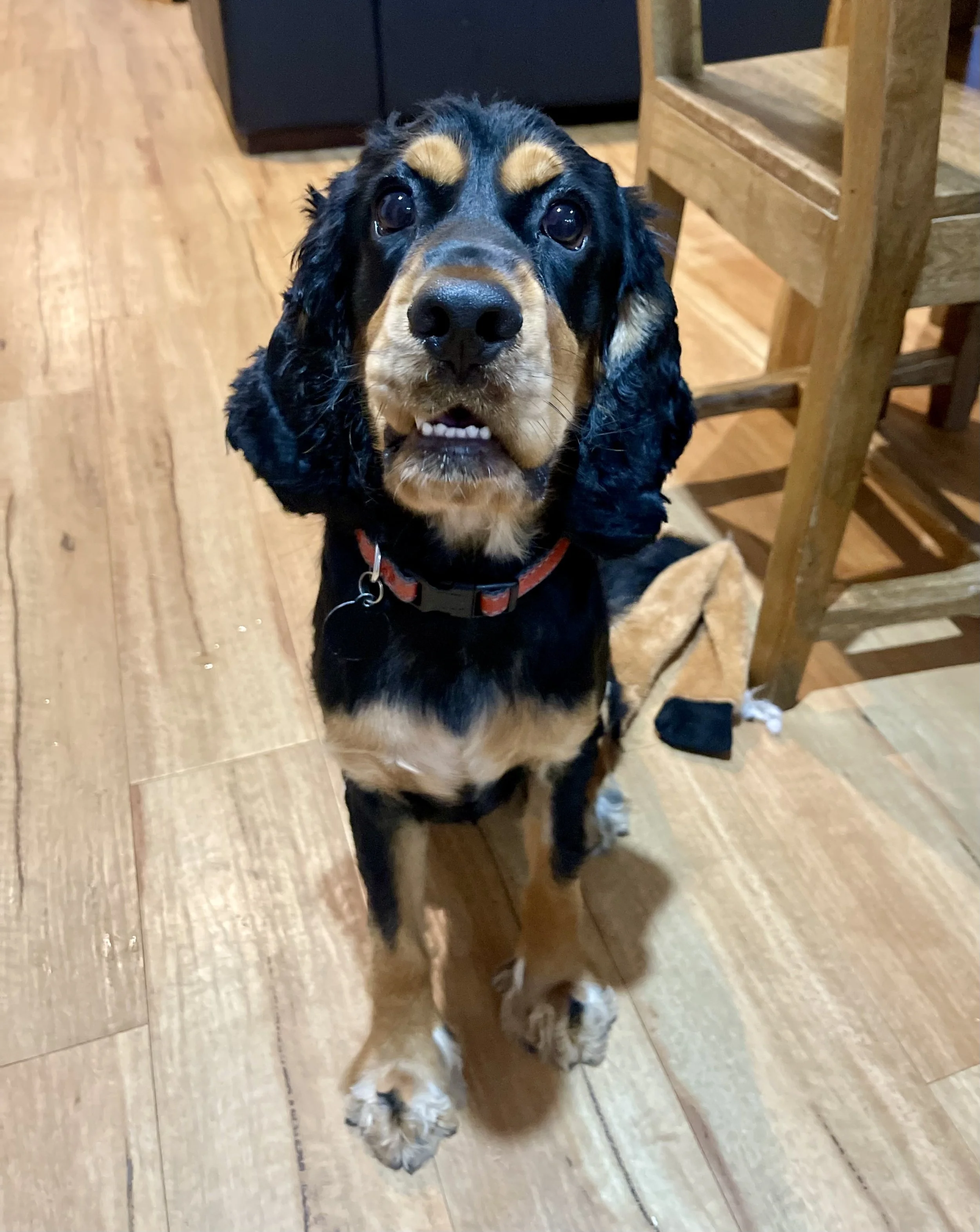 General 2 — Cocker Spaniel Rescue